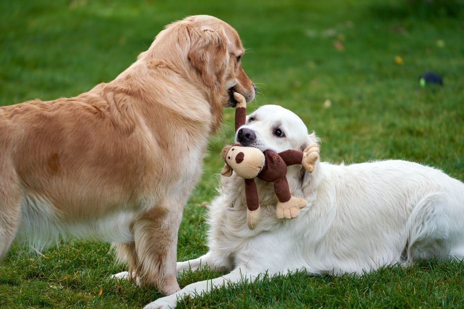Top Shopify Pet & Dog Stores - Koala